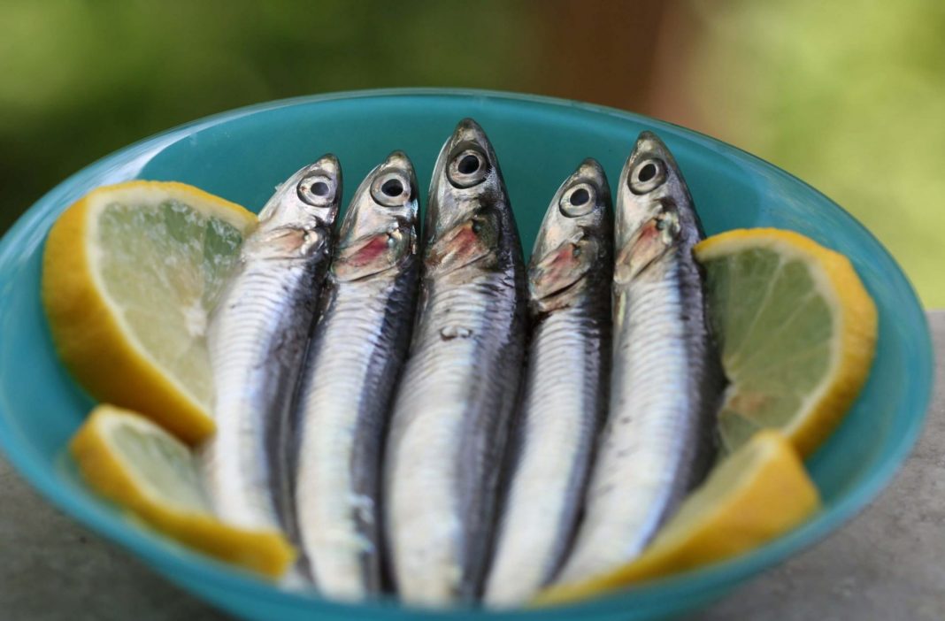 Quais as diferenças e sabores entre aliche e anchova - Shopee Brasil