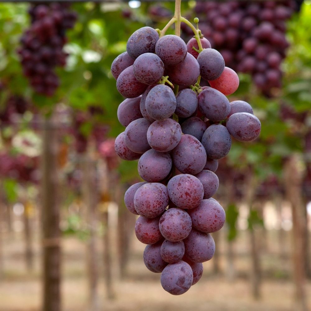 Descubra quais as melhores Frutas do Outono